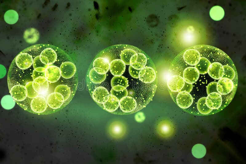 Green Algae Cells 3D Illustration Stock Illustration - Illustration of ...