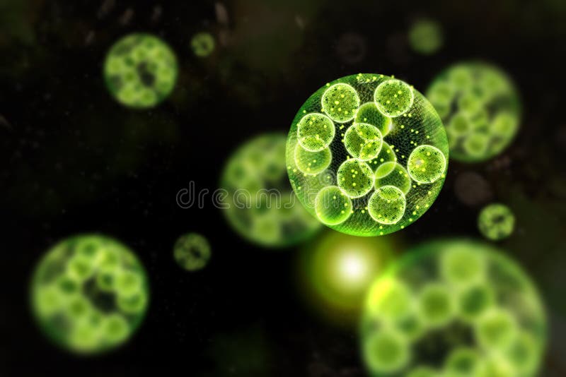 Green Algae Cells 3D Illustration Stock Illustration - Illustration of ...