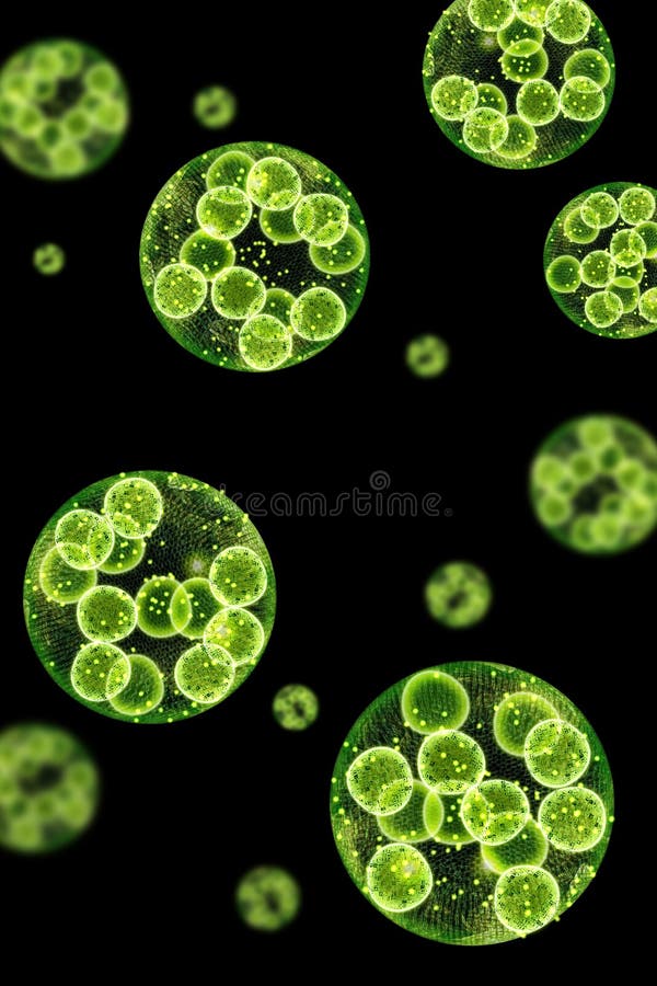 Green Algae Cells 3D Illustration Stock Illustration - Illustration of ...