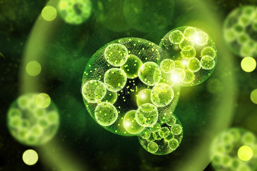 Green Algae Cells 3D Illustration Stock Illustration - Illustration of ...