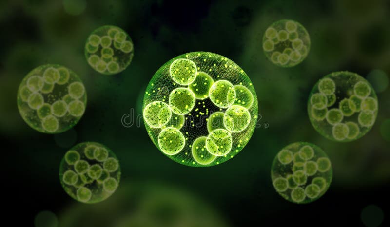 Green Algae Cells 3D Illustration Stock Illustration - Illustration of ...