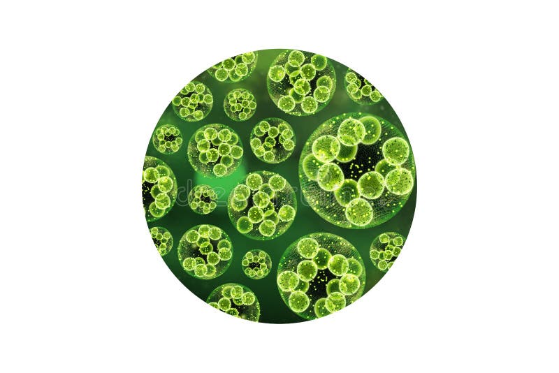 Green Algae Cells 3D Illustration Stock Illustration - Illustration of ...