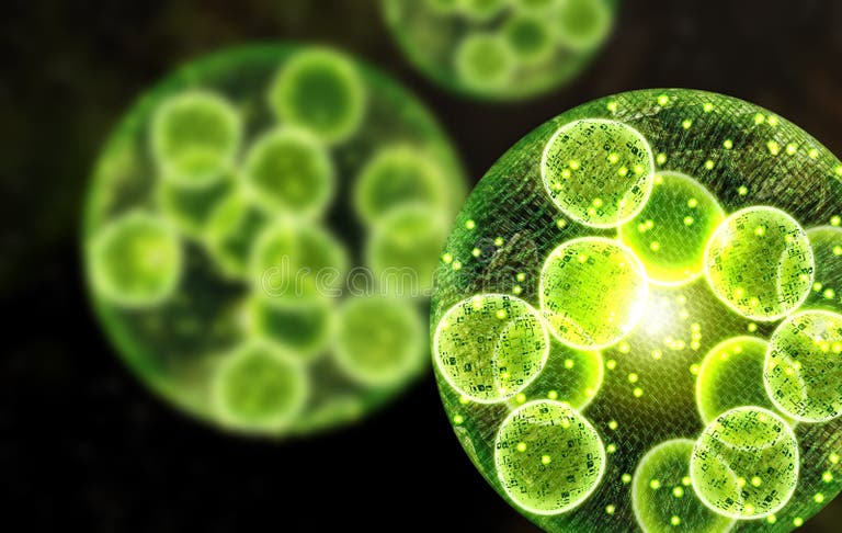 Green Algae Cells 3D Illustration Stock Illustration - Illustration of ...