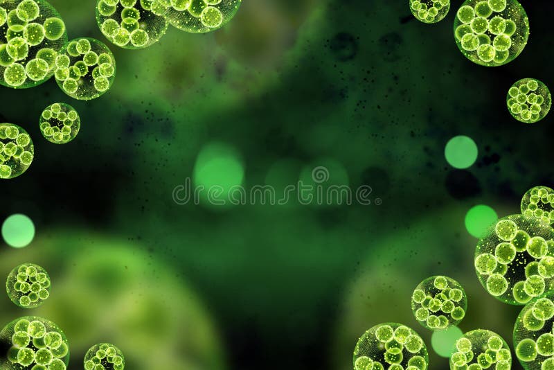 Unicellular Green Algae Chlorella Spirulina with Large Cells Single ...