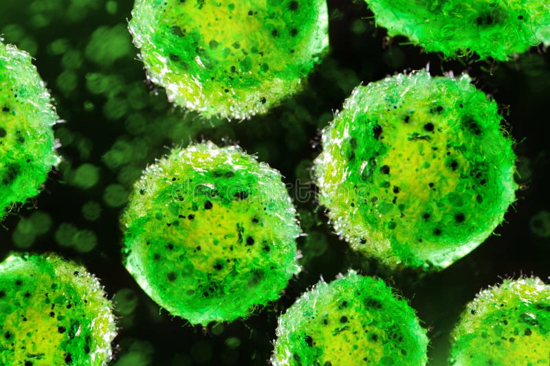 Green Algae Cells 3D Illustration Stock Photo - Image of droplets, alga ...