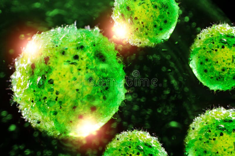 Green Algae Cells 3D Illustration Stock Photo - Image of algal, group ...