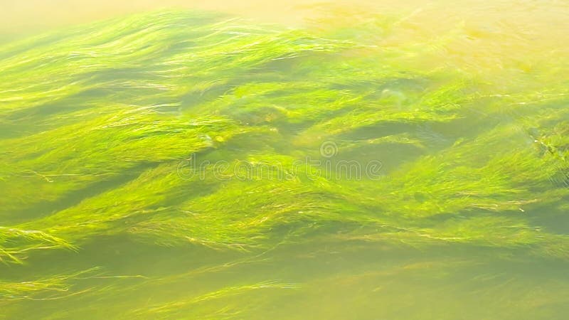 Green Algae Growing on Top of a Tropical Pond Stock Footage - Video of ...