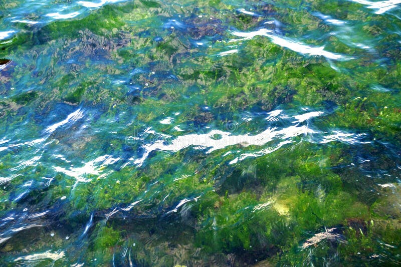 Green Algae in Clear Sea Water Close Up Stock Photo - Image of japan ...