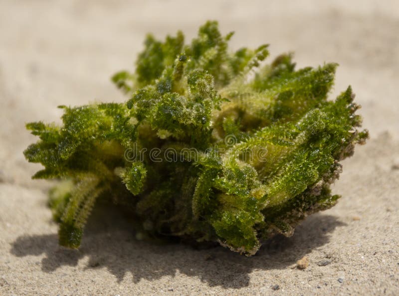 Green algae. Close up stock image. Image of healthy - 249872291