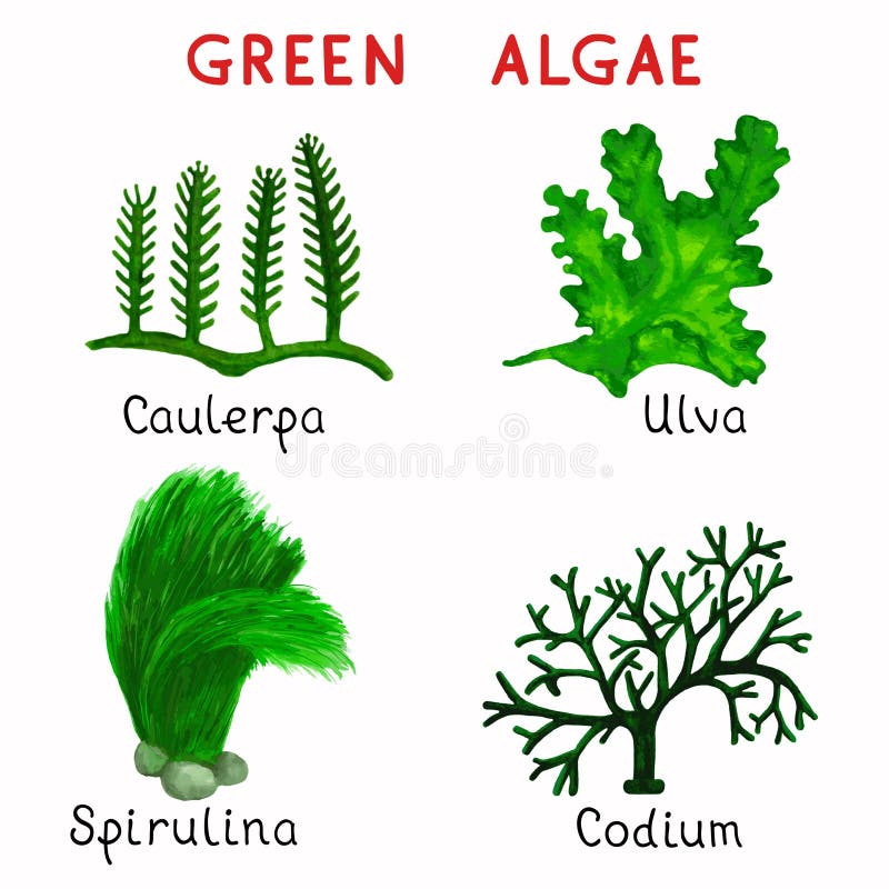 Red and Green Algae Borders Stock Image - Illustration of border ...