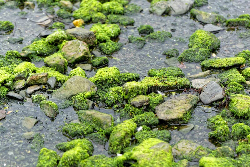 Algae cover stock photo. Image of weed, plant, growth - 4590626