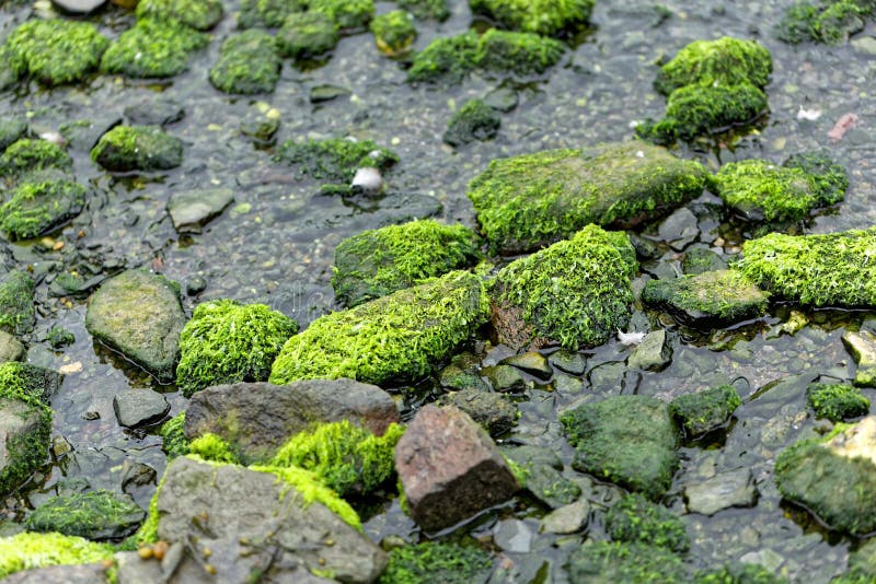 Green Algae On A Rock In The Middle Of The Sea. Stone, Rocks, Algae And ...
