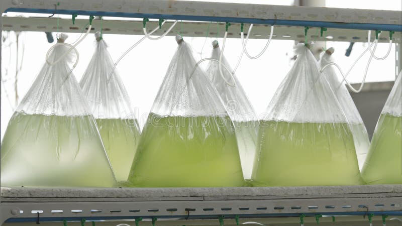 Algae Cultivation in Transparent Bags in Laboratory Stock Footage ...