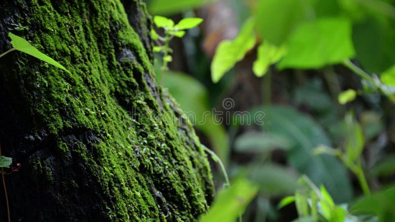 Tree Algae stock image. Image of bark, abstract, gray - 29802349