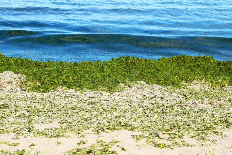 Green Algae on an Empty Sandy Beach Stock Image - Image of beach, sandy ...