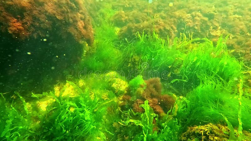 Green Algae Enteromorpha Intestinalis with Algae Bubbles Inside the ...