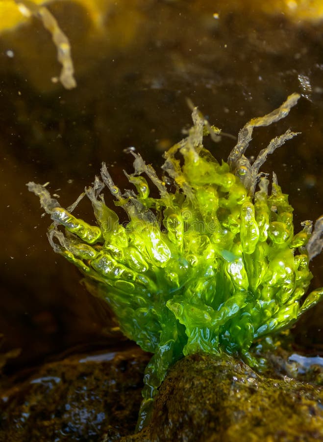 Green Algae Enteromorpha Sp. (Ulva) on a Stone at Low Tide, Black Sea ...