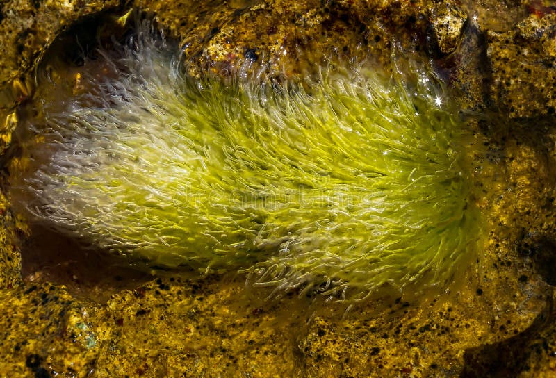 Green Algae Enteromorpha Sp. (Ulva) on a Stone at Low Tide, Black Sea ...
