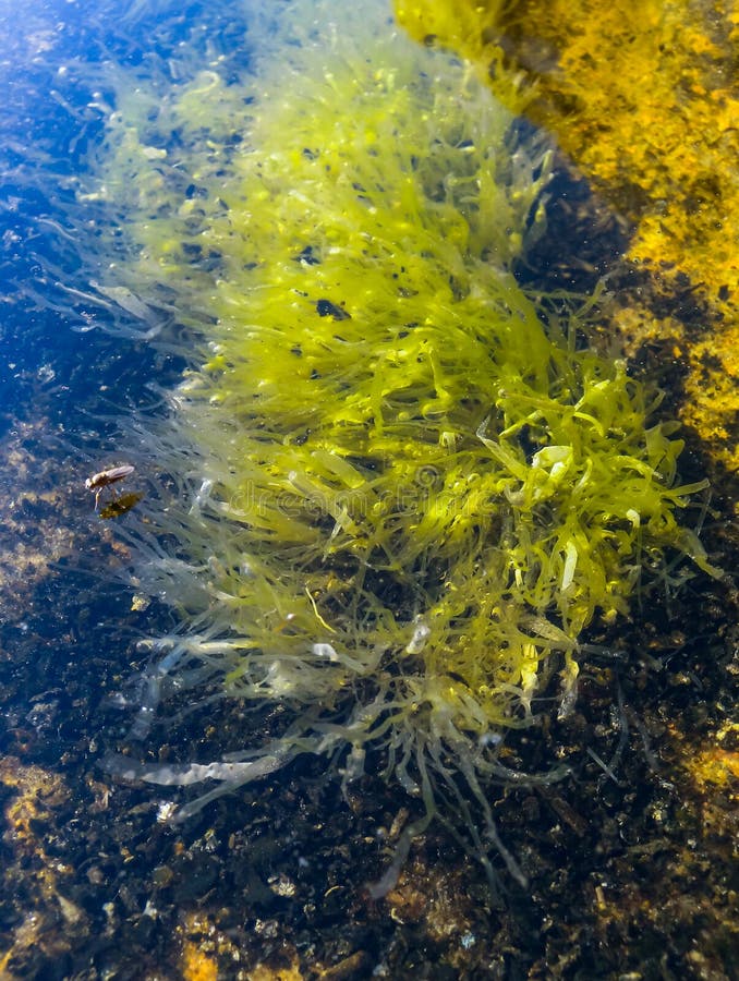 Enteromorpha Sp Stock Photos - Free & Royalty-Free Stock Photos from ...