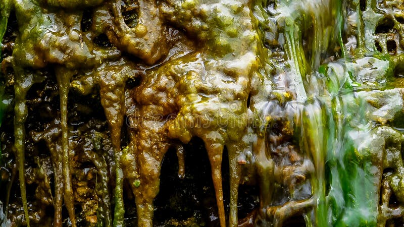Green Algae (Enteromorpha, Ulva) Grows in a Small Waterfall with Salt ...