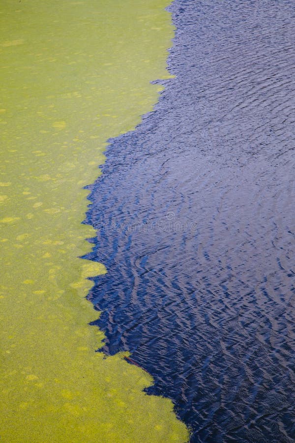 193 Green Algae Carpet Stock Photos - Free & Royalty-Free Stock Photos ...