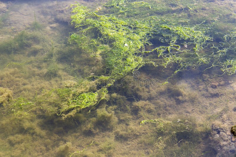 Green Algae Floating on the River Bottom. Aquatic Plants Stock Image ...