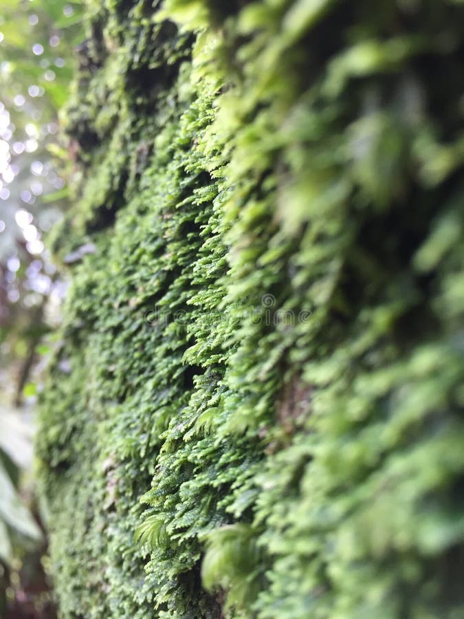 Green Algae in the Forest stock photo. Image of sunny - 263259292