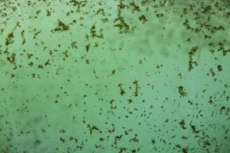 Green Algae on a Glass Plate Stock Image - Image of plate, abstract ...