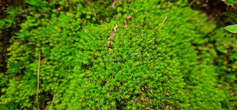 Green Algae Growing in the Forest Stock Photo - Image of plant, tree ...