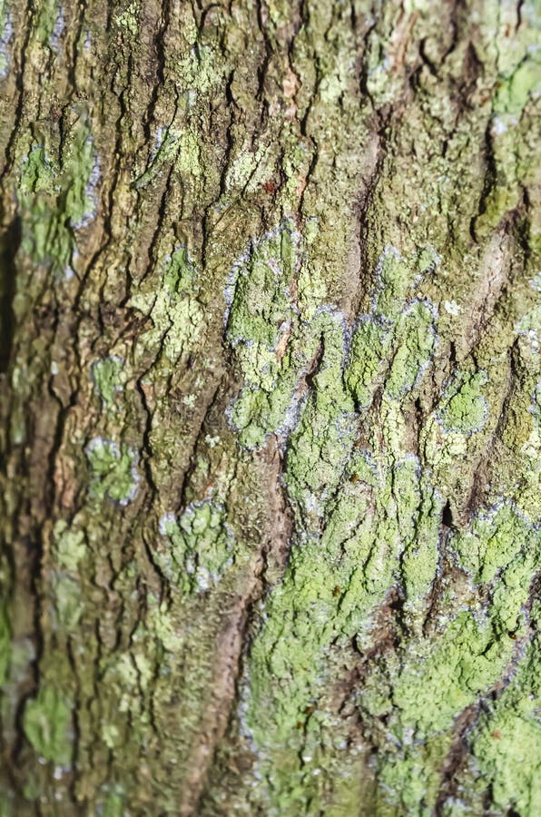 Algae Growing on Tree stock illustration. Illustration of bark - 295903122