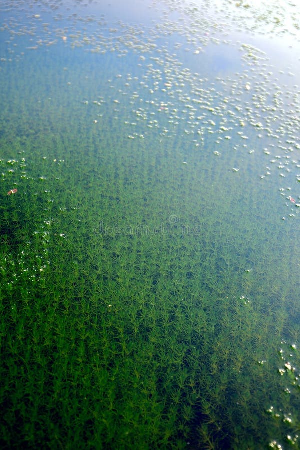 Green Algae Grows in Ponds. Stock Image - Image of seaweed, leaf: 343536903