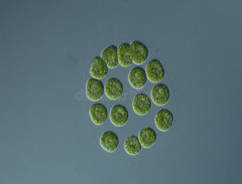 Green Algae at High Magnification Stock Photo - Image of organisms ...