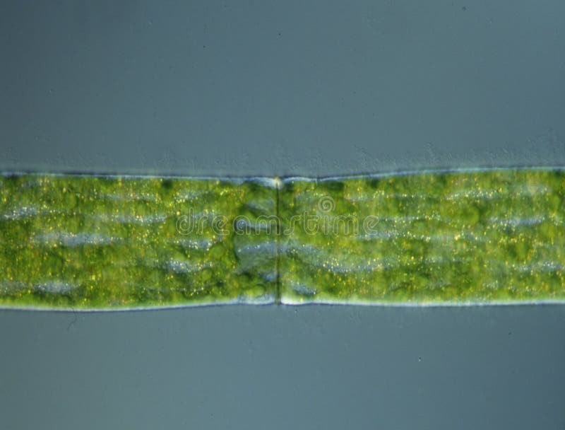 Green Algae at High Magnification Stock Image - Image of swimming ...