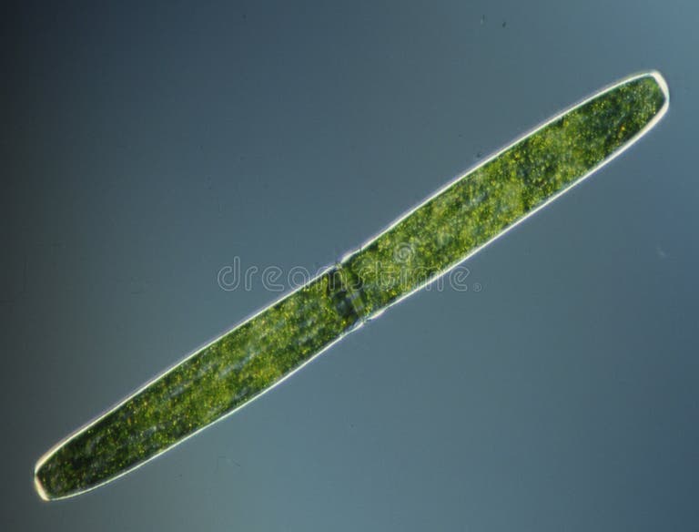 Green Algae at High Magnification Stock Image - Image of macro ...