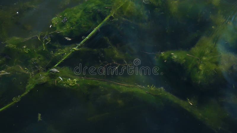 Green Algae (Enteromorpha Intestinalis) Grows on Rocks Near the Shore ...