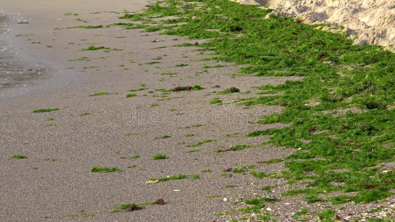Green Algae Macrophytes Washed Up on the Sandy Shore in the Black Sea ...