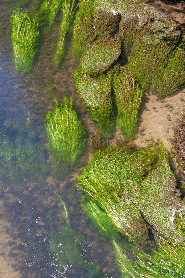 Green Algae Move in the Current of a Clear Water River Stock Image ...