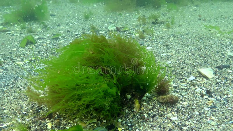 Green and Red Algae on Underwater Rocks Enteromorpha, Ulva, Ceramium ...