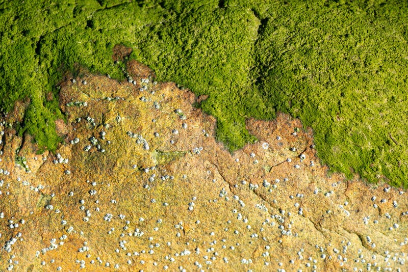 Green Algae on Ocean Rock Texture Stock Image - Image of textural ...