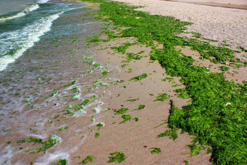 Green algae over beach stock photo. Image of beach, green - 16351292