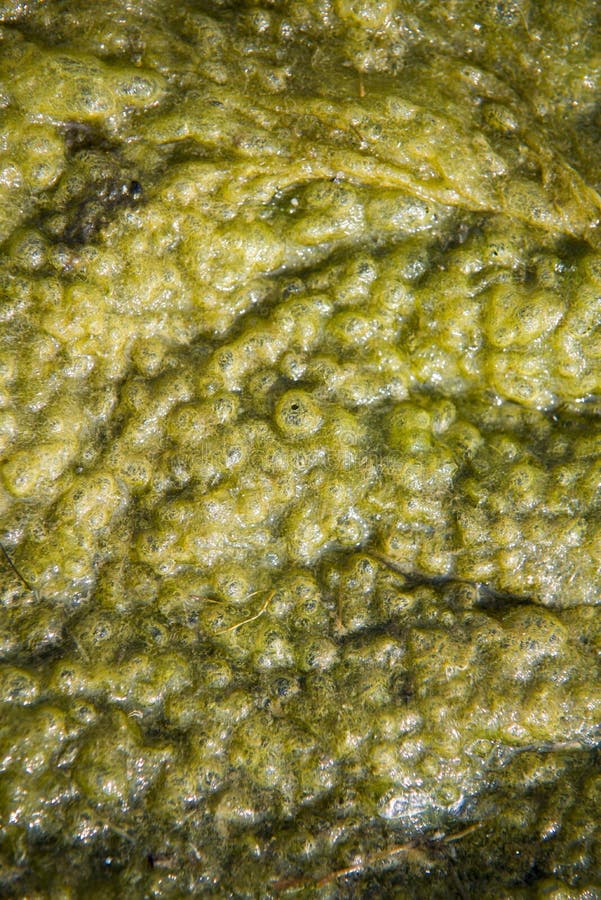 Green algae patterns stock image. Image of ocean, natural - 67916691