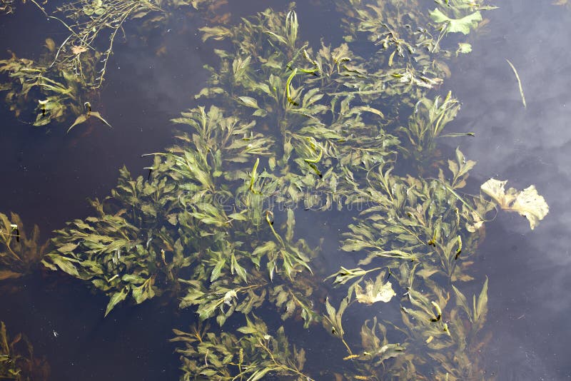 Green Algae Patterns on Water Stock Image - Image of life ...