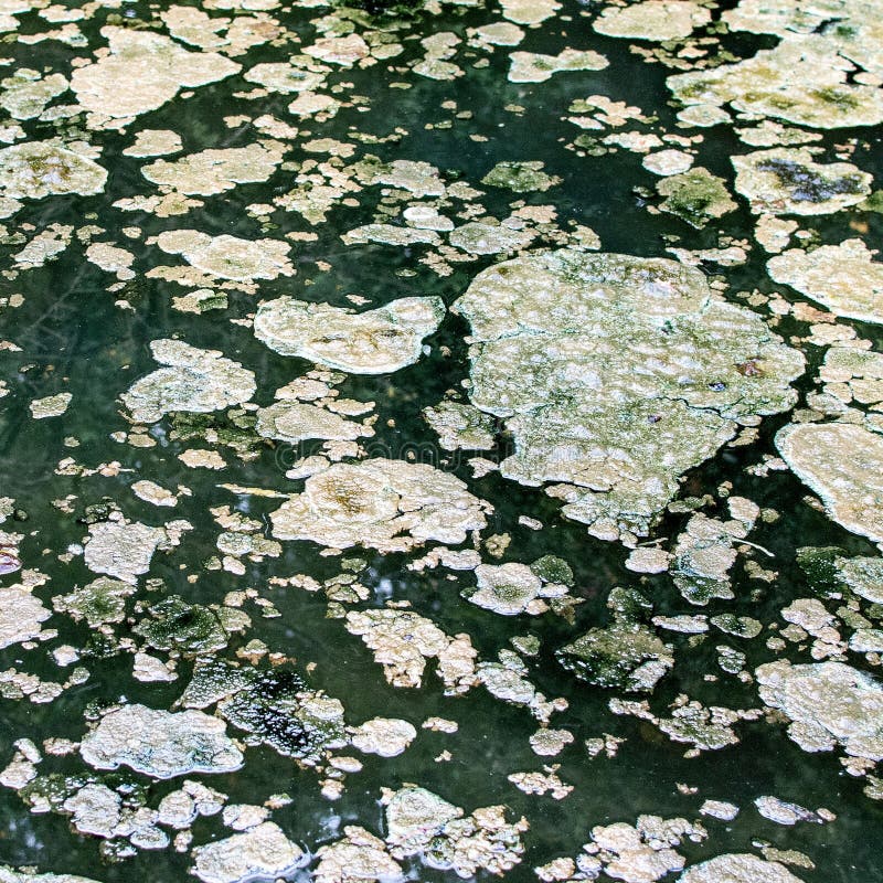 A lake with algae patterns stock image. Image of nature - 303509181