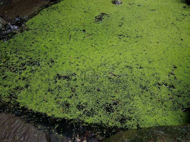 Green Algae or Plant in Lake or Pond Water with Rocks Stock Photo ...