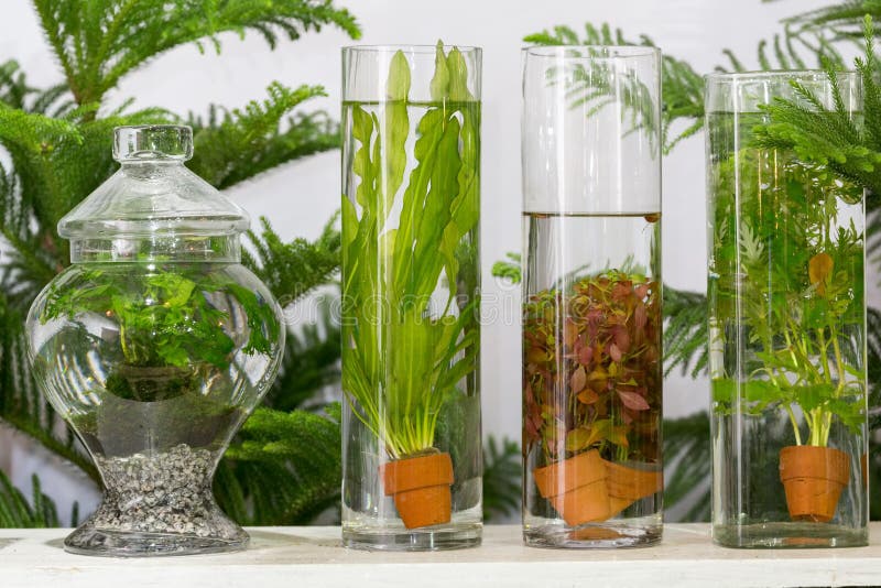 Green algae stock photo. Image of clear, freshwater, clean - 84200100