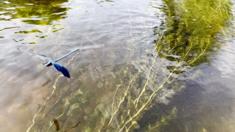 Underwater Algae in Clear River Water Stock Video - Video of ...
