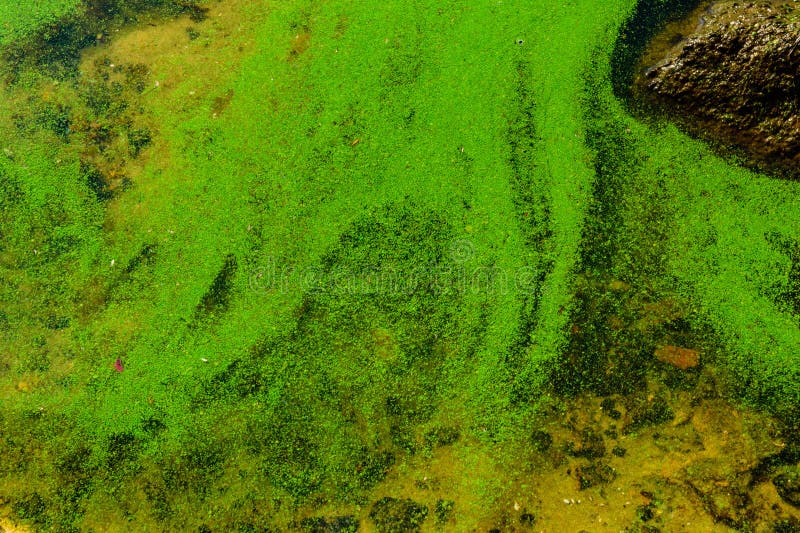 Green Algae Pollution on the Water Surface. Ecological Concept Stock ...