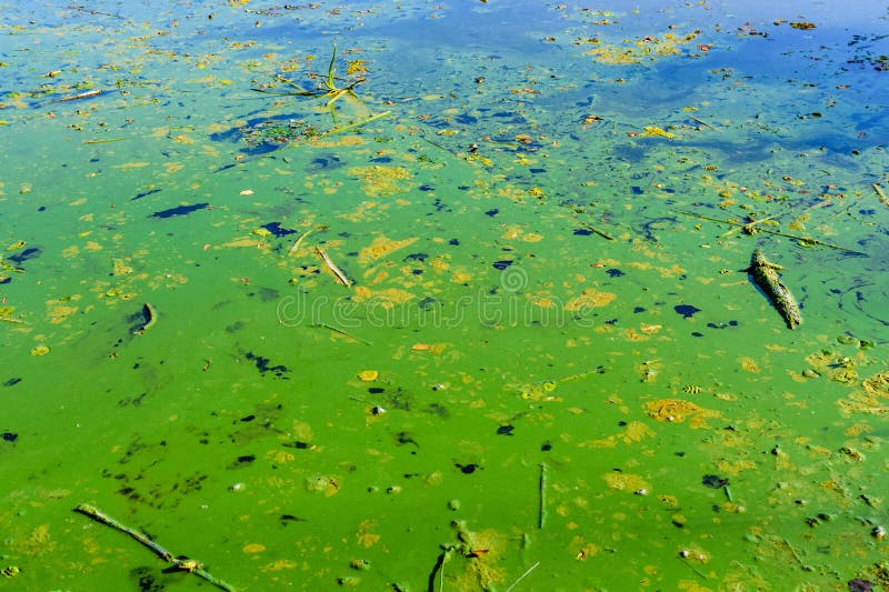 Green Algae Pollution on the Water Surface. Ecological Concept Stock ...
