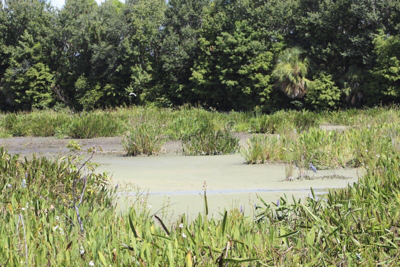 Algae in the swamp stock image. Image of bush, estuarine - 161418179