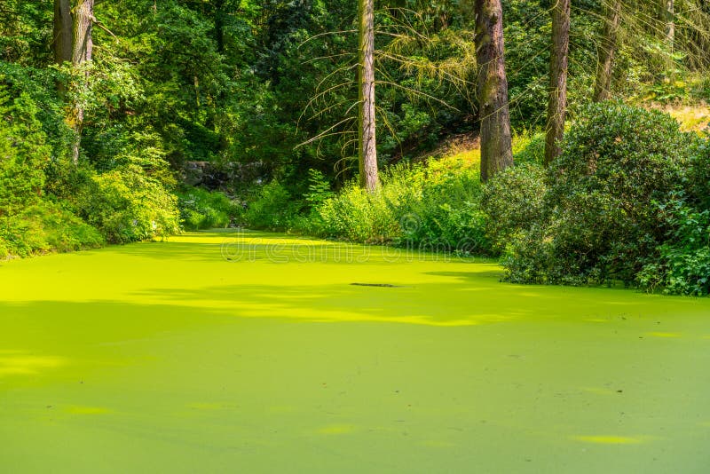 Green Algae Pond in Natural Park Stock Image - Image of growth, pigment ...